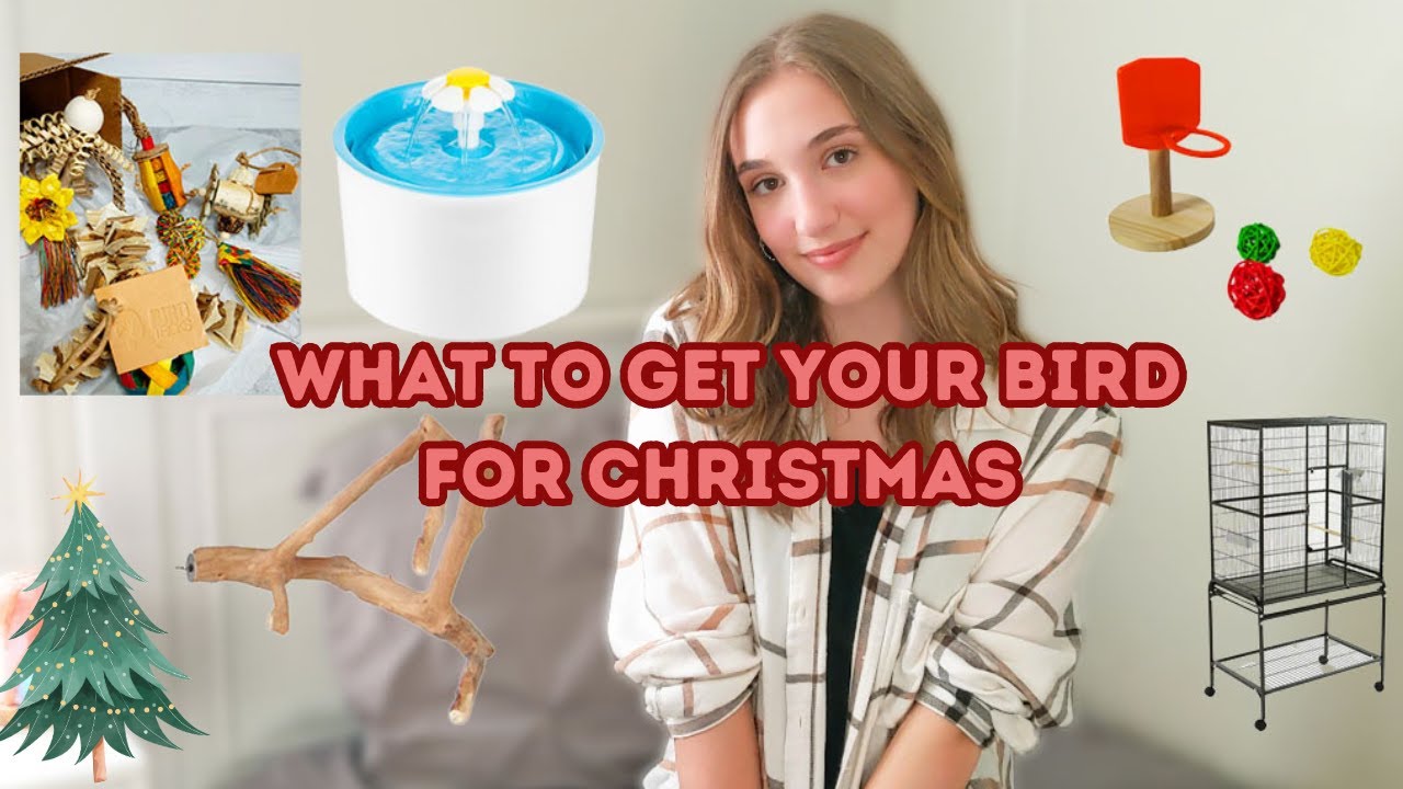 Christmas Gift Ideas | For Parrot lovers + What To Get Your Bird For ...