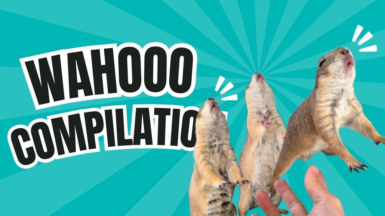 Prairie Dog “WAHOO” compilation 😂 - YouTube