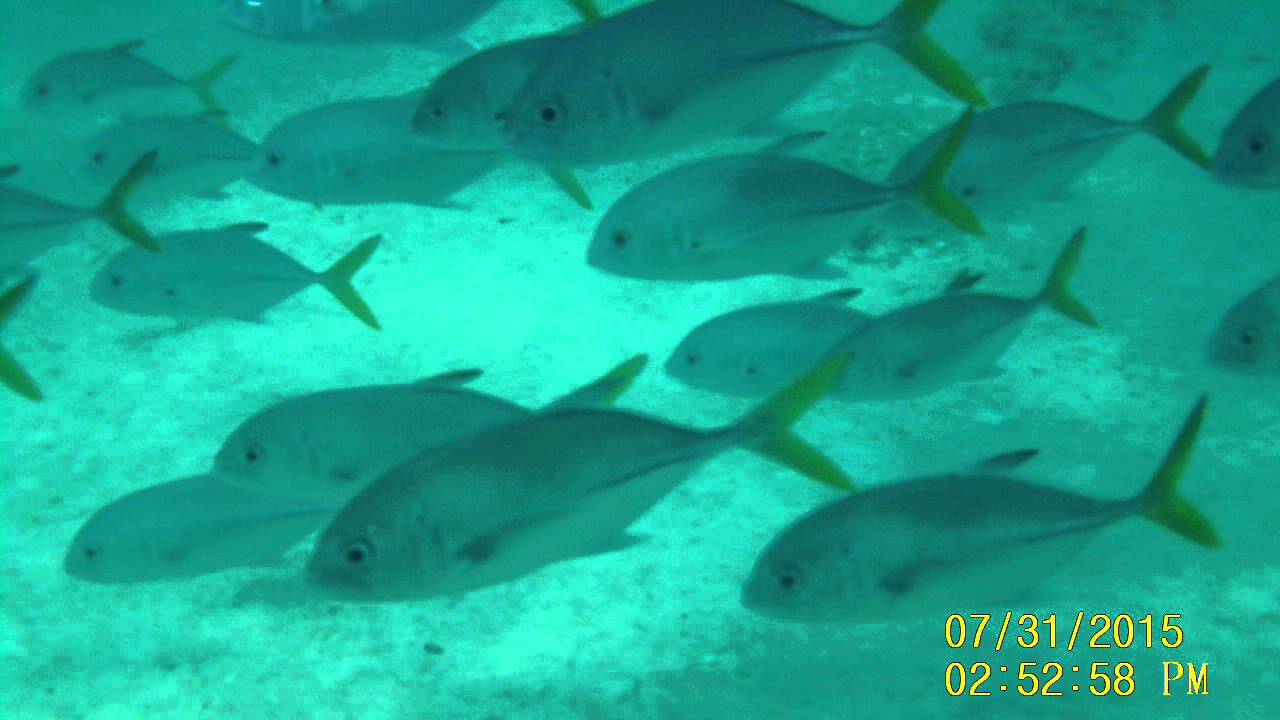 Jacks and Shark at Looe Key (and Andre) - YouTube