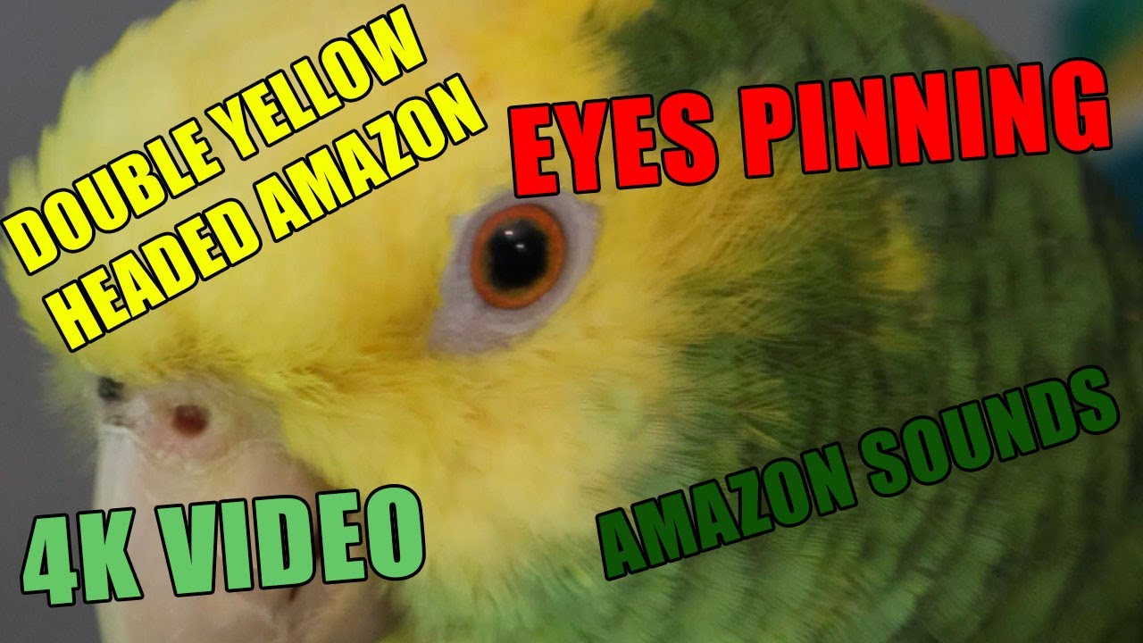 Double Yellow Headed Amazon Parrot 4k UHD - Eyes Pinning - Sounds - YouTube