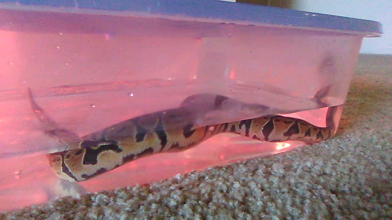 First baby ball python bath in a plastic tub python swimming - YouTube
