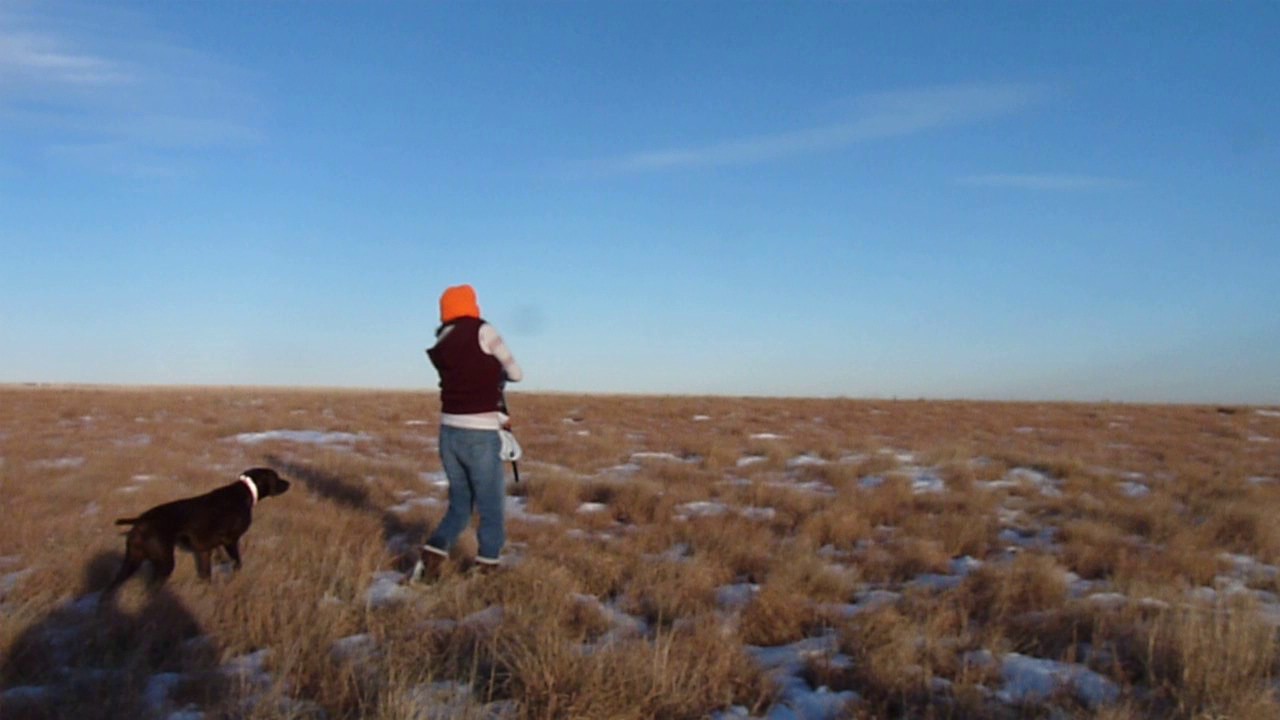 Pheasant and Bird Hunting in Colorado - YouTube