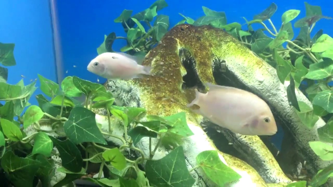 PINK CONVICT FISH TANK: Breeding Convict Fish! - YouTube