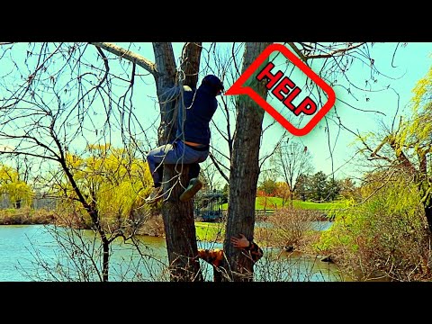 STUCK IN A TREE - YouTube