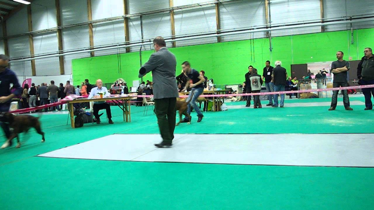 CACIB Bourg en Bresse 15/02/2014 - YouTube