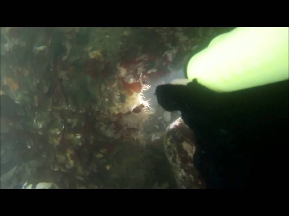 Freedive spearfishing near shell beach CA - YouTube