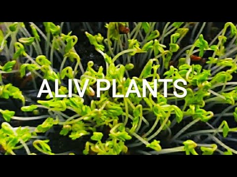 ALIV PLANTS / How to grow Halim plants at home #plants - YouTube
