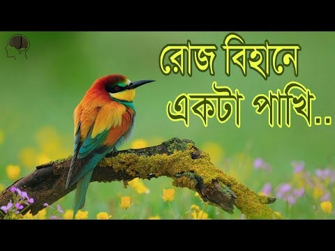 রোজ বিহানে একটা পাখি। Islamic song roj bihane ekta pakhi Allah Allah dake ........