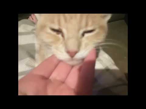 AHHH TRICK YAHHH (PET MEME)