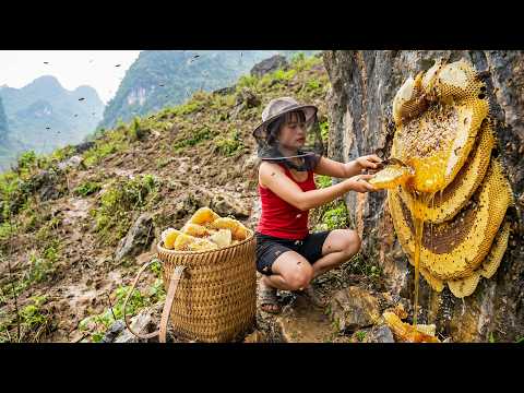 TIMELAPSE - Harvesting a Giant Beehive from Roots of an Ancient Tree & Bringing It to Sell at Market