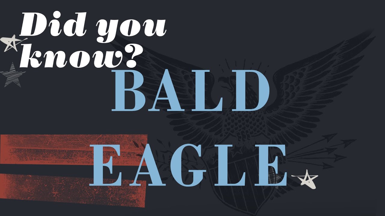 Iconic America | Did You Know?: Bald Eagle - YouTube