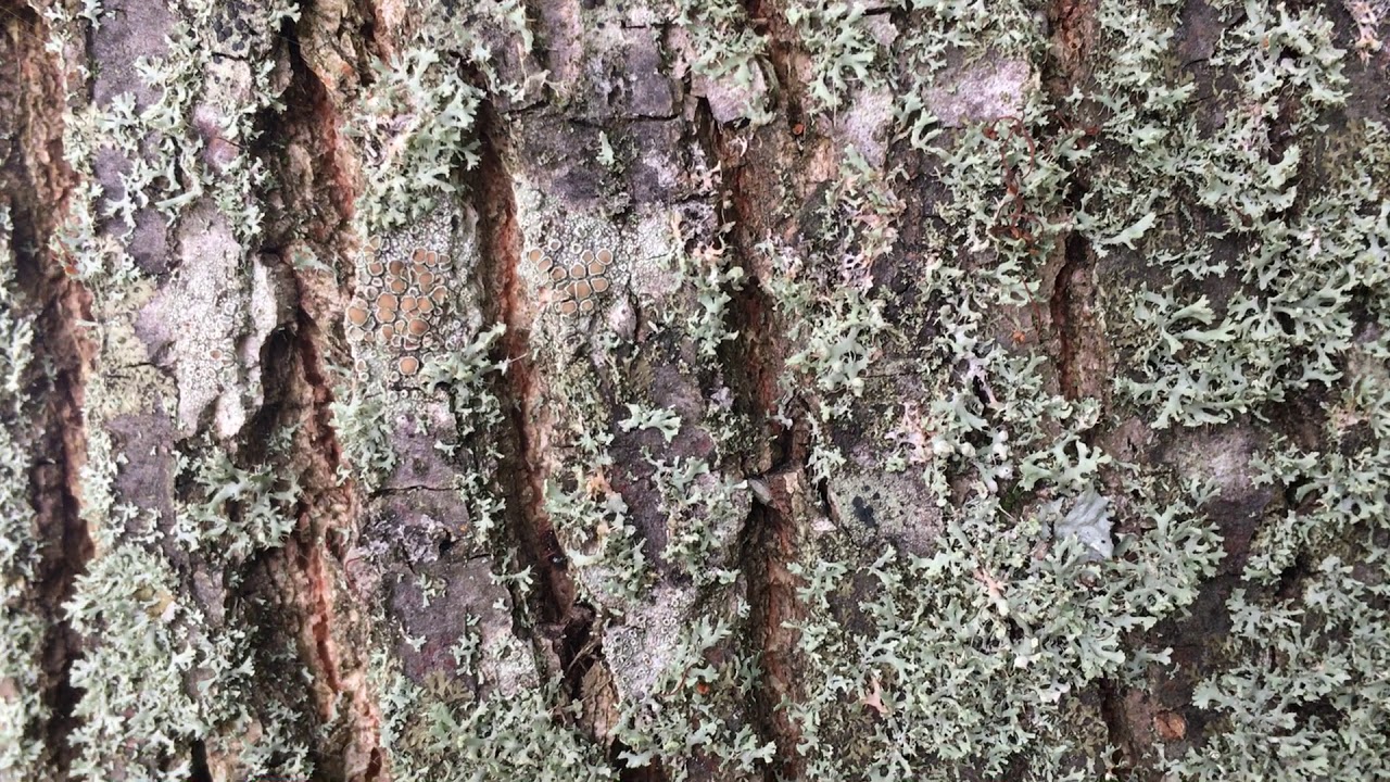 Small-leaved lime - bark close up - September 2019 - YouTube