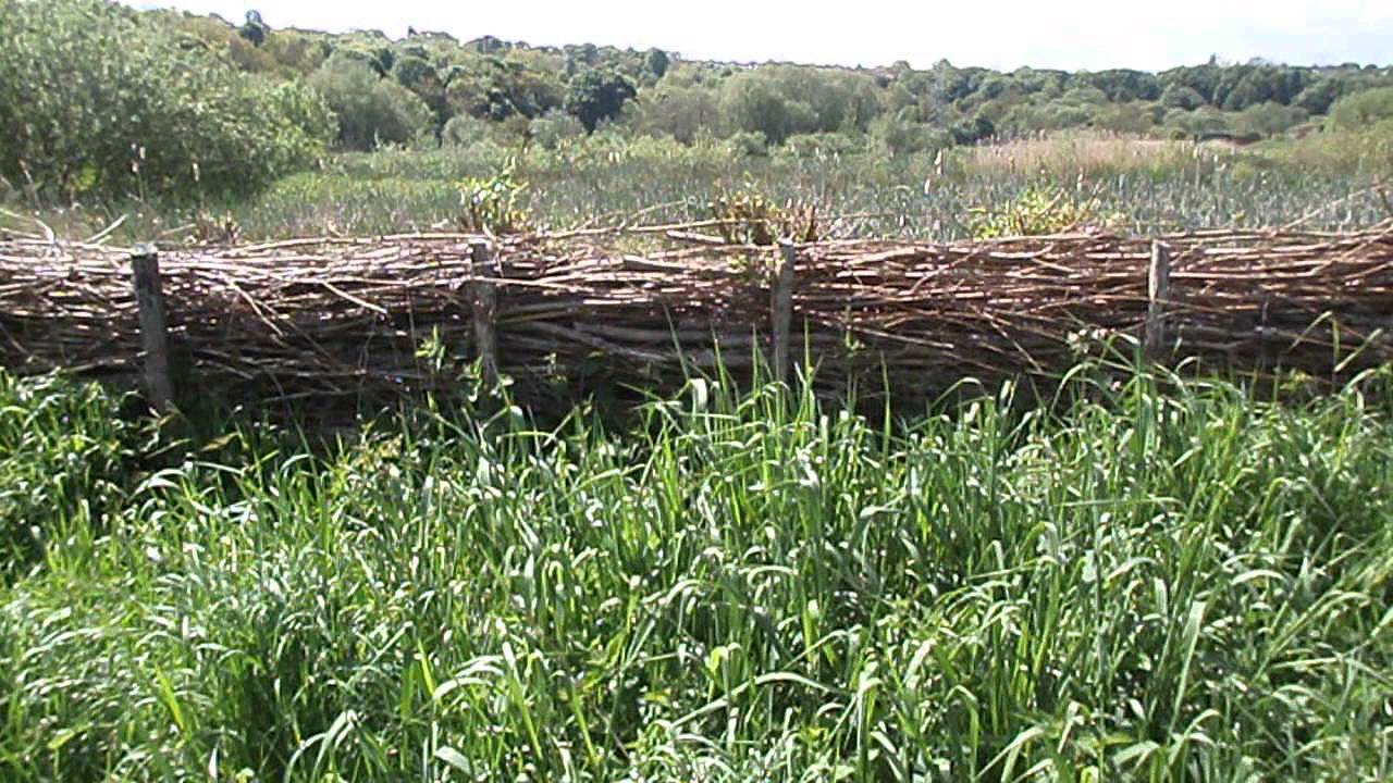 some reeds that can be processed for a sweet treat in spring - YouTube