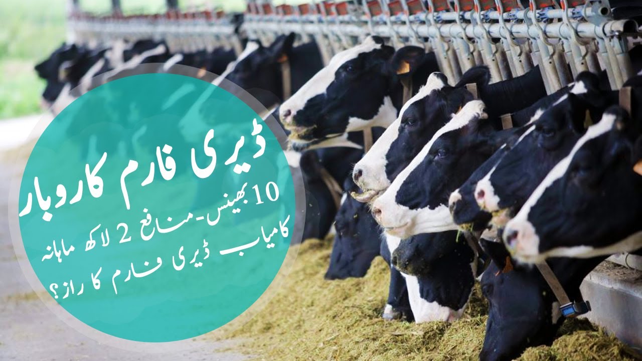 Modern Dairy Farming In Pakistan How To Manage Dairy Farm Management modern-dairy-farming-in-pakistan-how-to-manage-dairy-farm-management