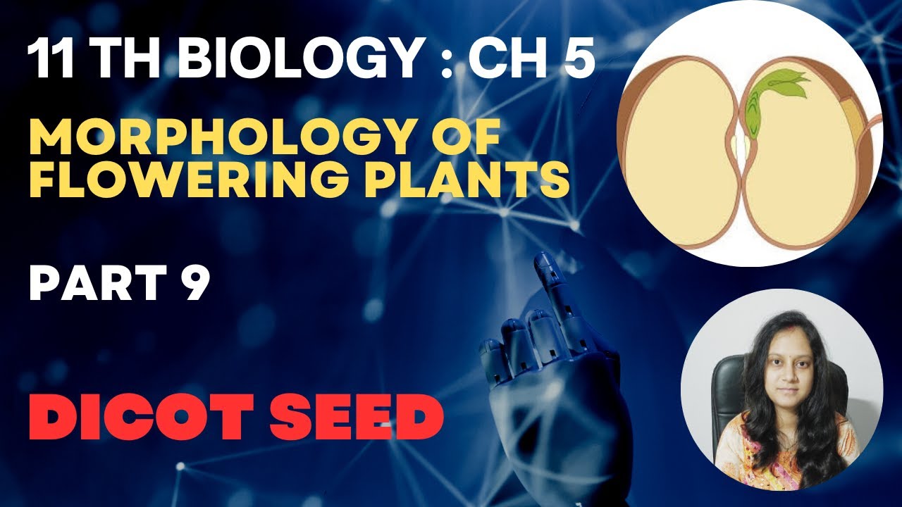 Morphology of flowering plants || Dicot seed || 11th class chapter 5 ...