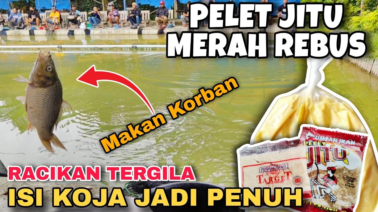PELET JITU MERAH REBUS MEMANG RAJANYA UMPAN IKAN MAS, BELUM ADA LAWAN ...