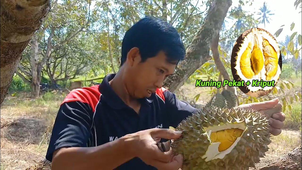 Unboxing Durian Bawor, POHON LAGI SEKARAT - YouTube