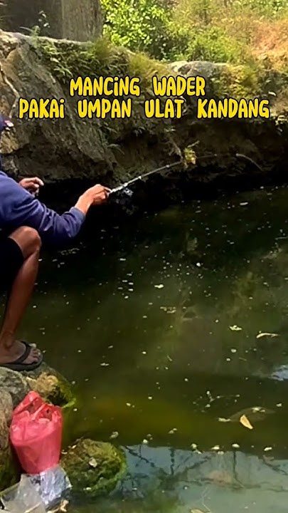 mancing wader pakai umpan ulat kandang #shorts - YouTube