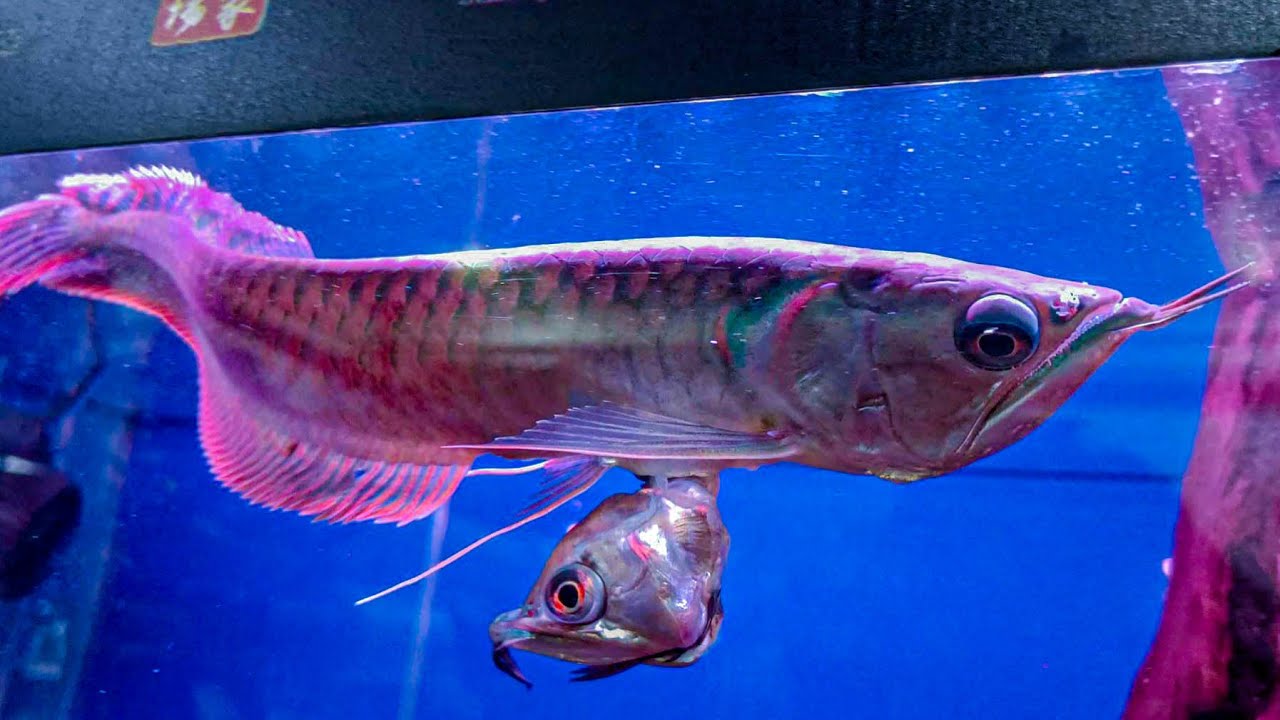 Two head Fish with one body. - YouTube