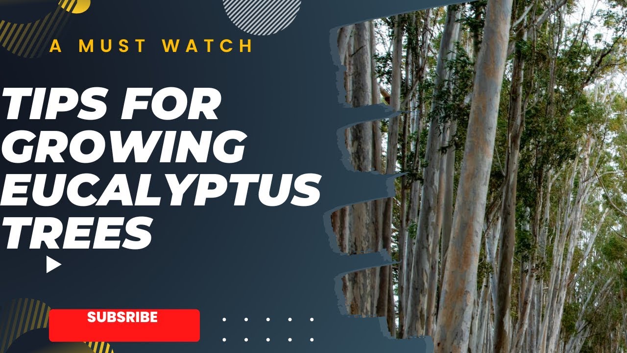 Tips for growing Eucalyptus trees. - YouTube