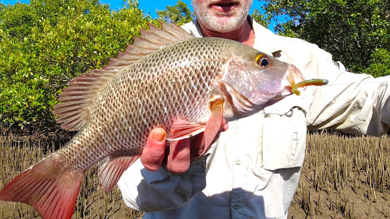 MANGROVE JACK, FLATHEAD & TREVALLY: 8HRS Fishing a Beautiful Creek ...