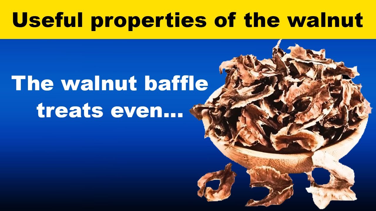 Therapeutic Properties of Walnut Baffle How to prepare the decoction ...