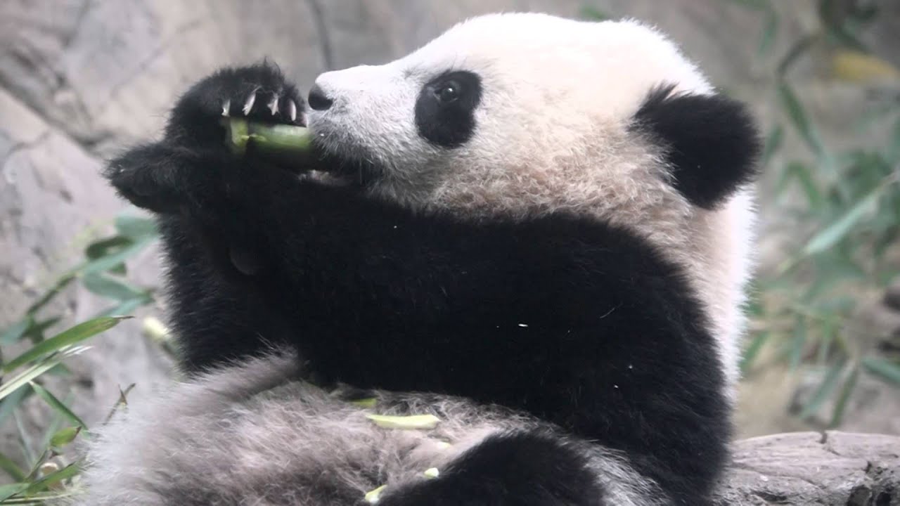 Mei Xiang Steals the Spotlight - YouTube
