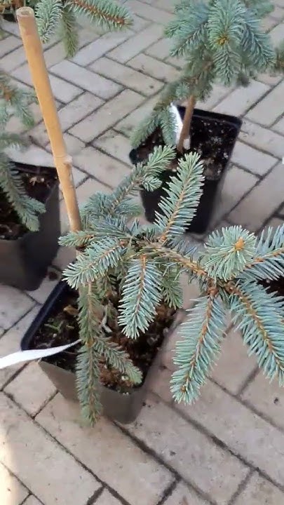 🌲Ель Зе Блюз | Telegram: https://t.me/love_is_hvoiny_dvorik - YouTube