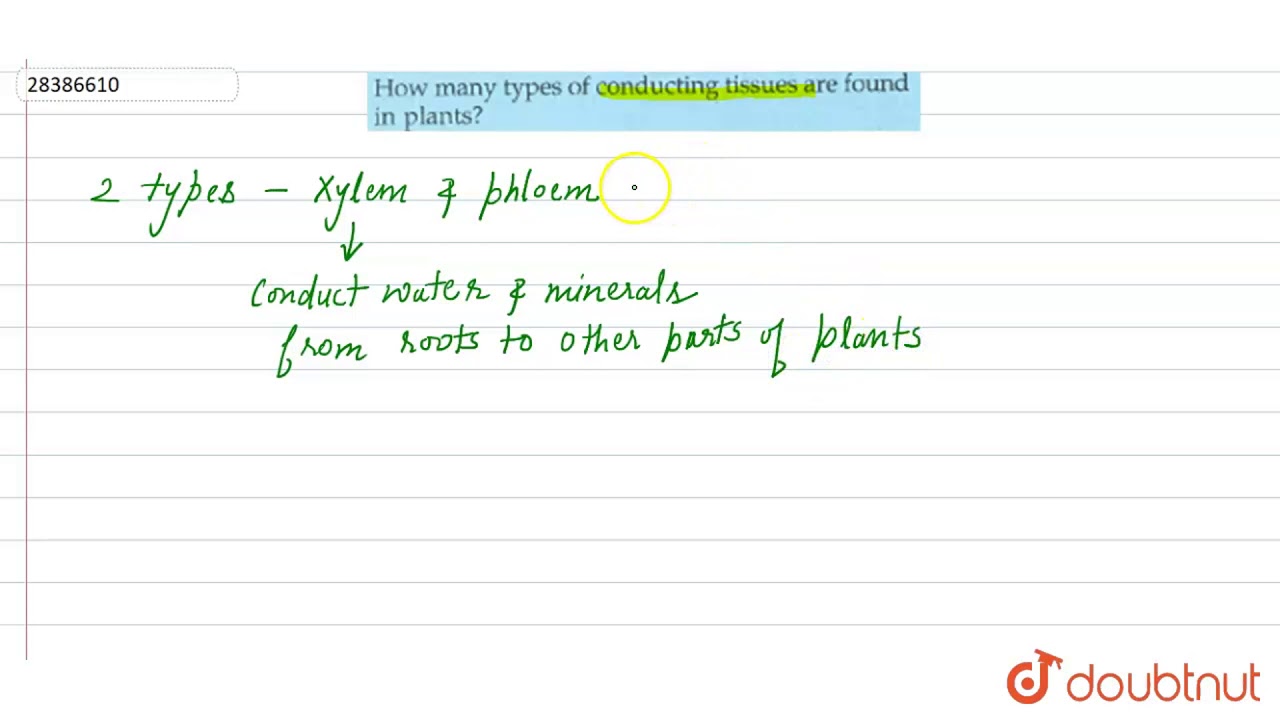How many types of conducting tissues are found in plants ? - YouTube