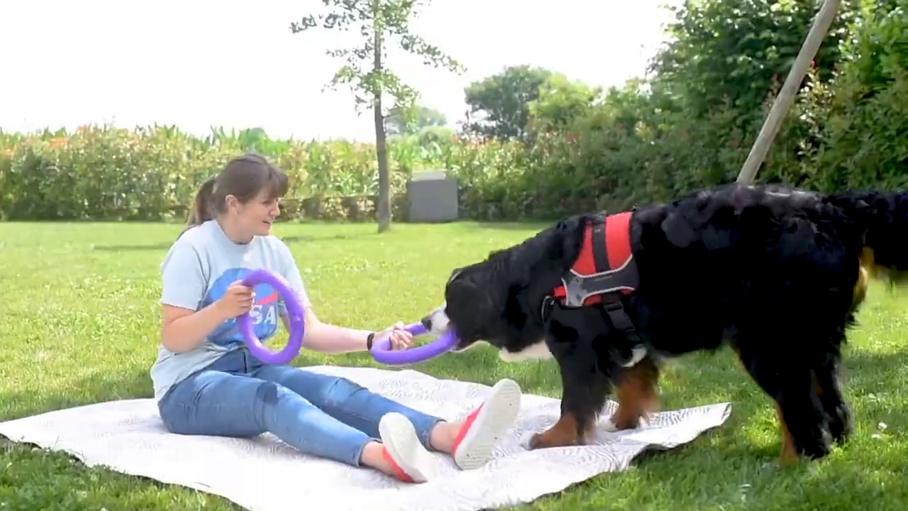 Puller by Ferplast, the unique tool for your dog fitness - YouTube