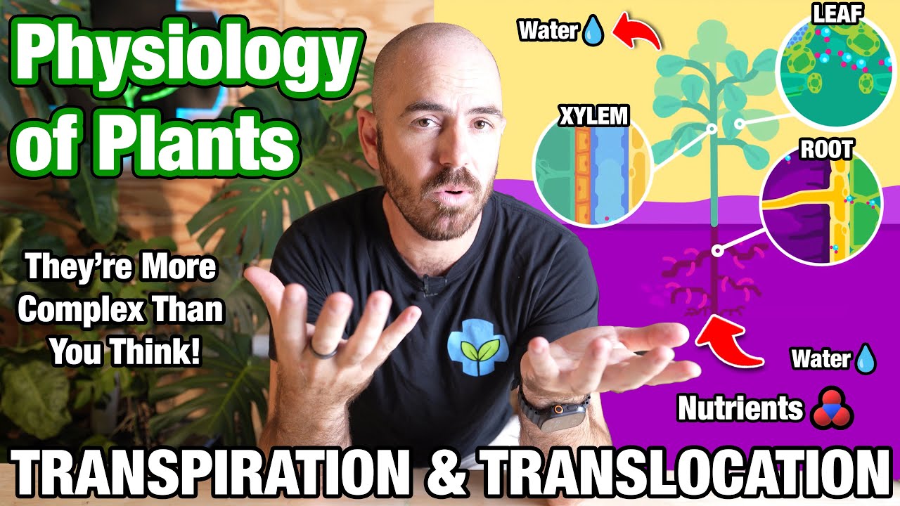 Transpiration and Translocation: How Plants Transport Nutrients and ...