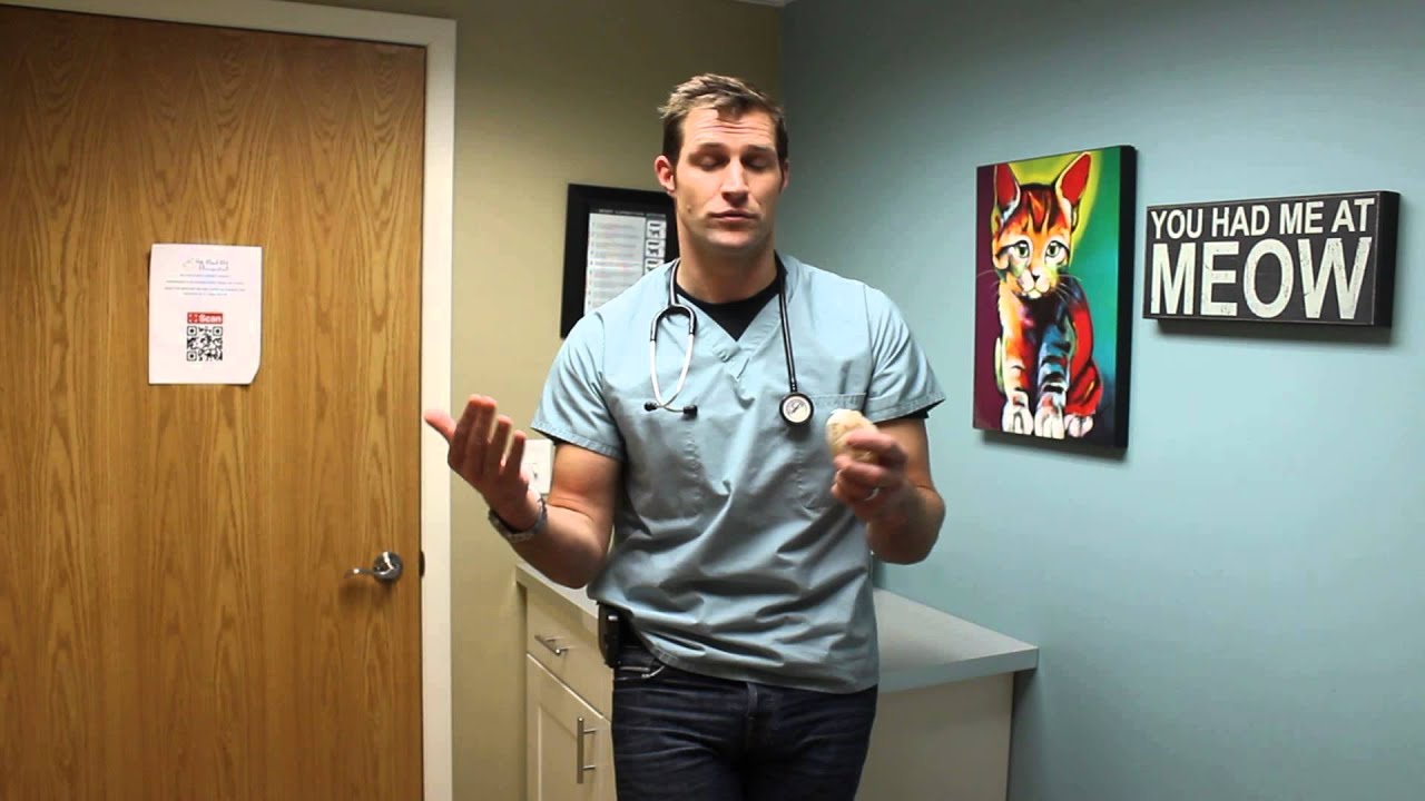 Dr. Eric Ruhland from St. Paul Pet Hosptial on Feline Resorptive ...