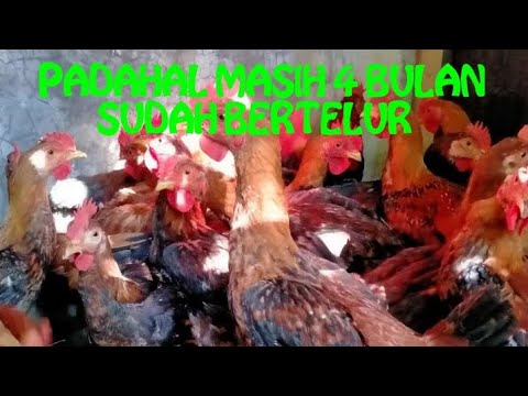UPDATE AYAM MARDI‼️AYAM KAMPUNG MASA DEPAN‼️ - YouTube