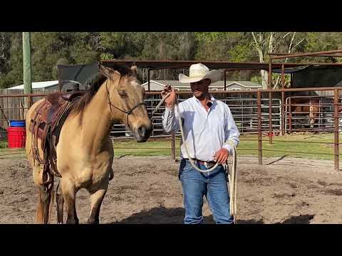 Problem Horse: He Flips Over        Part 2