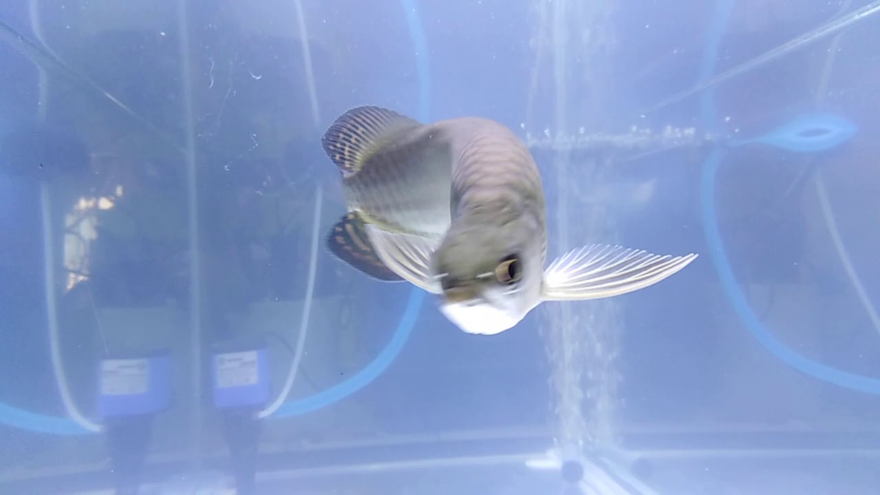 Arowana: amazing dragon fish - YouTube