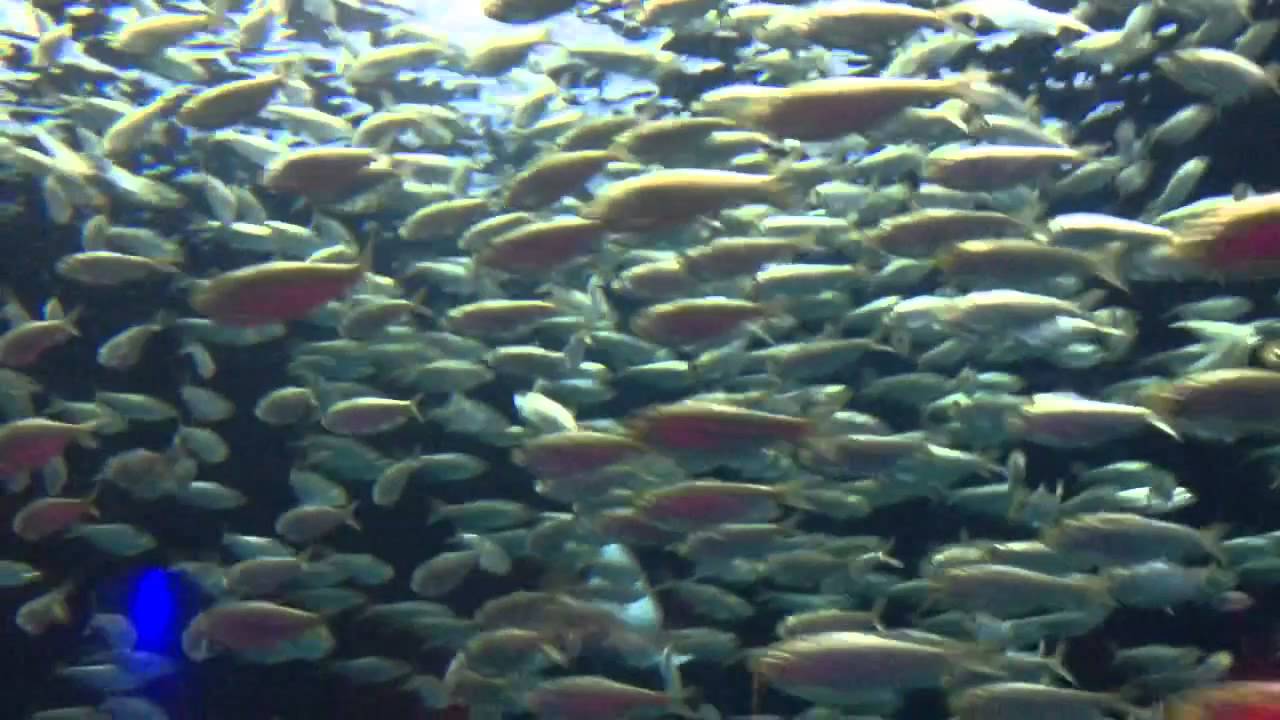 Massive School of Fish - At the Aquarium - YouTube