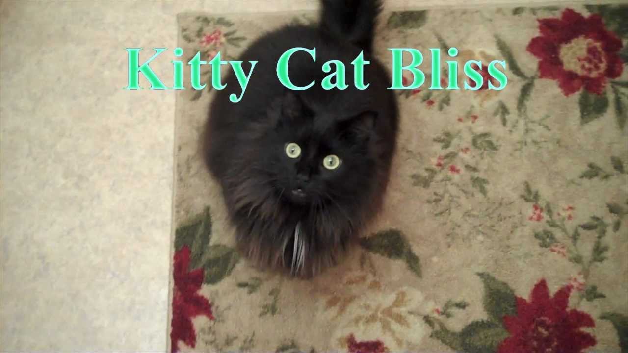 Kitty Cat Bliss Blog and Review Episode 7 - YouTube