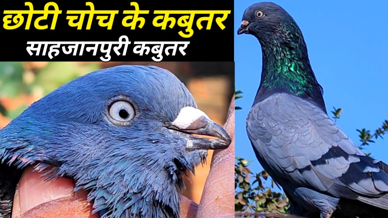 Shajapuri Kabootar !! Neele Kabootar !! Rear Old Pigeon Arshad idrisi ...