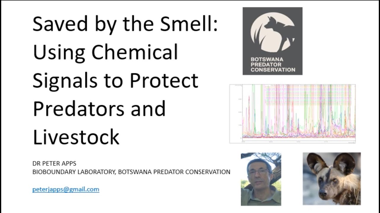 Saved By The Smell: Using Chemical Signals to Protect Predators and ...