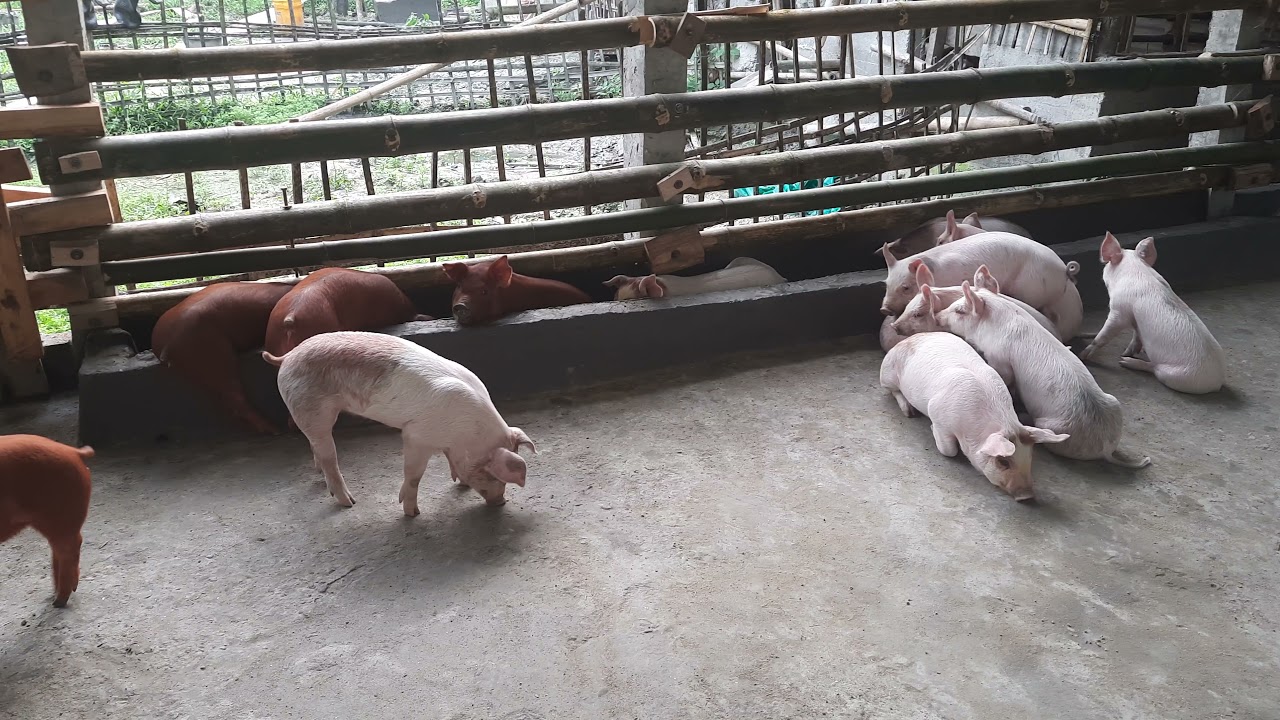 Duroc and yorkshire cross breed piglet - YouTube