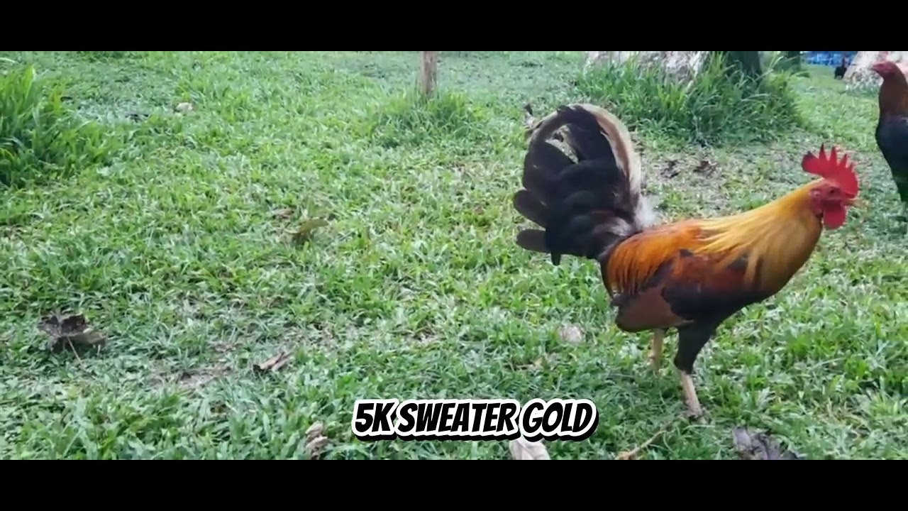 5K SWEATER GOLD - YouTube