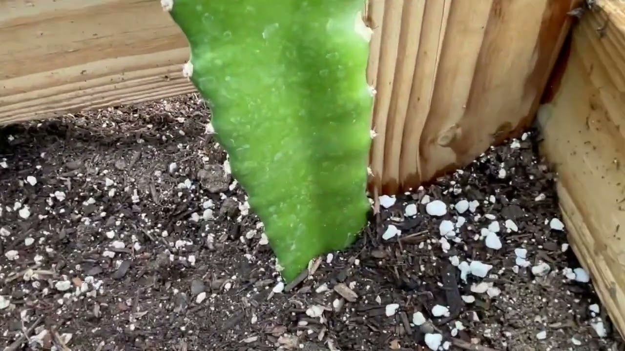 AX and GODZILLA Dragon fruit varieties. Just planted them in containers ...