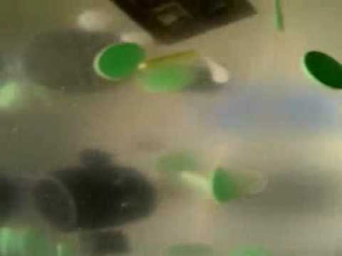 Biocarrier Mutag BioChip™ and competitors - YouTube