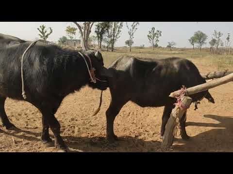 Murra Jota Buffalo Mating First Time Try By Village