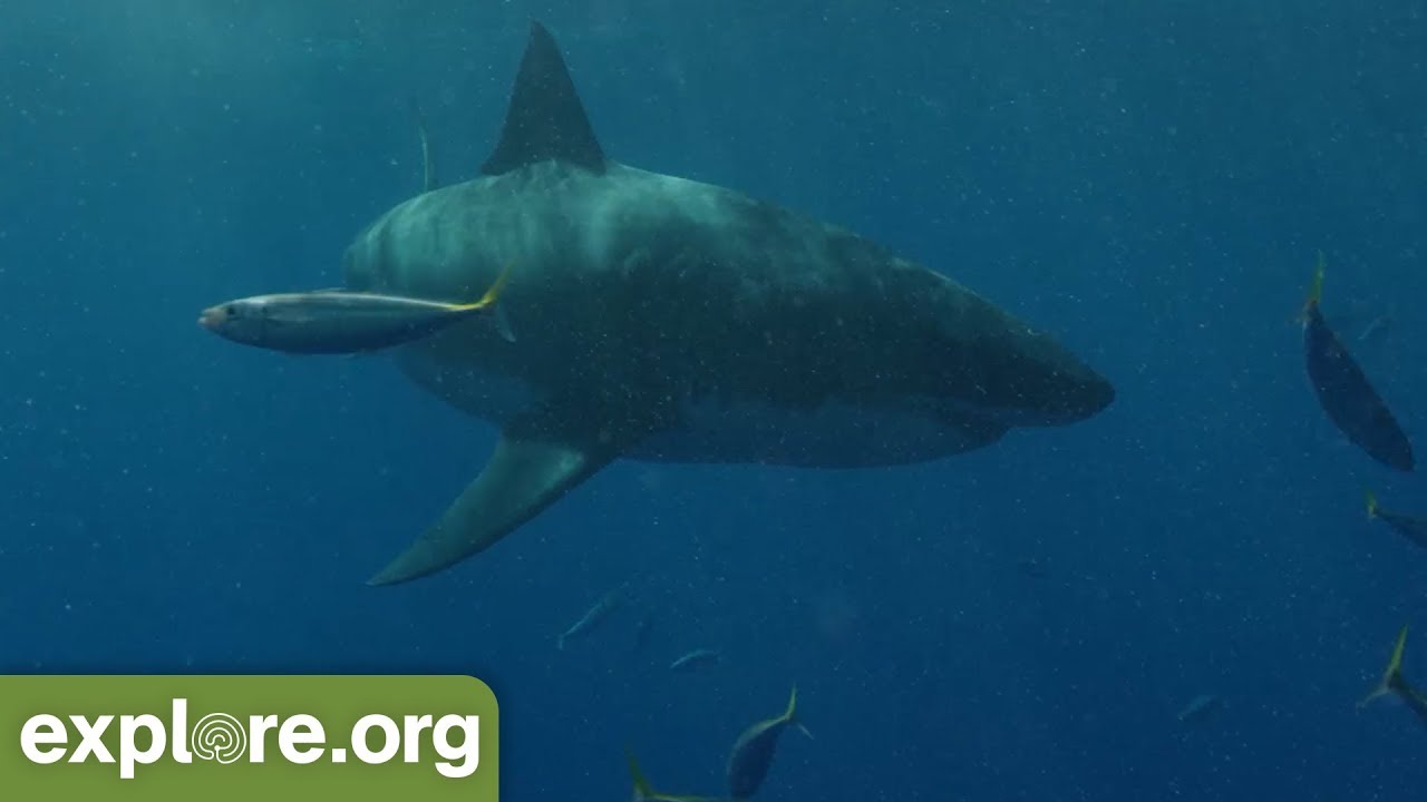 Five Fascinating Facts about Shark Ecology - Never Stop Learning - YouTube