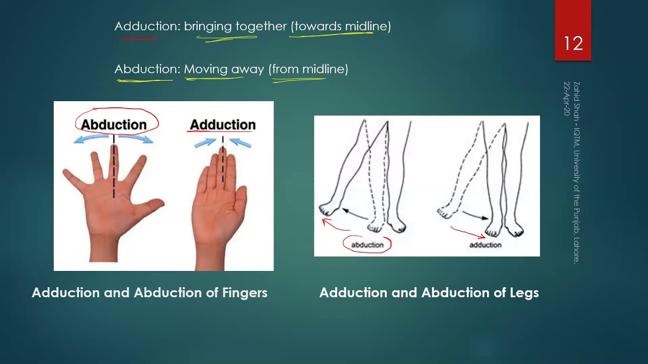 00_06 Basic Joint Movements - YouTube