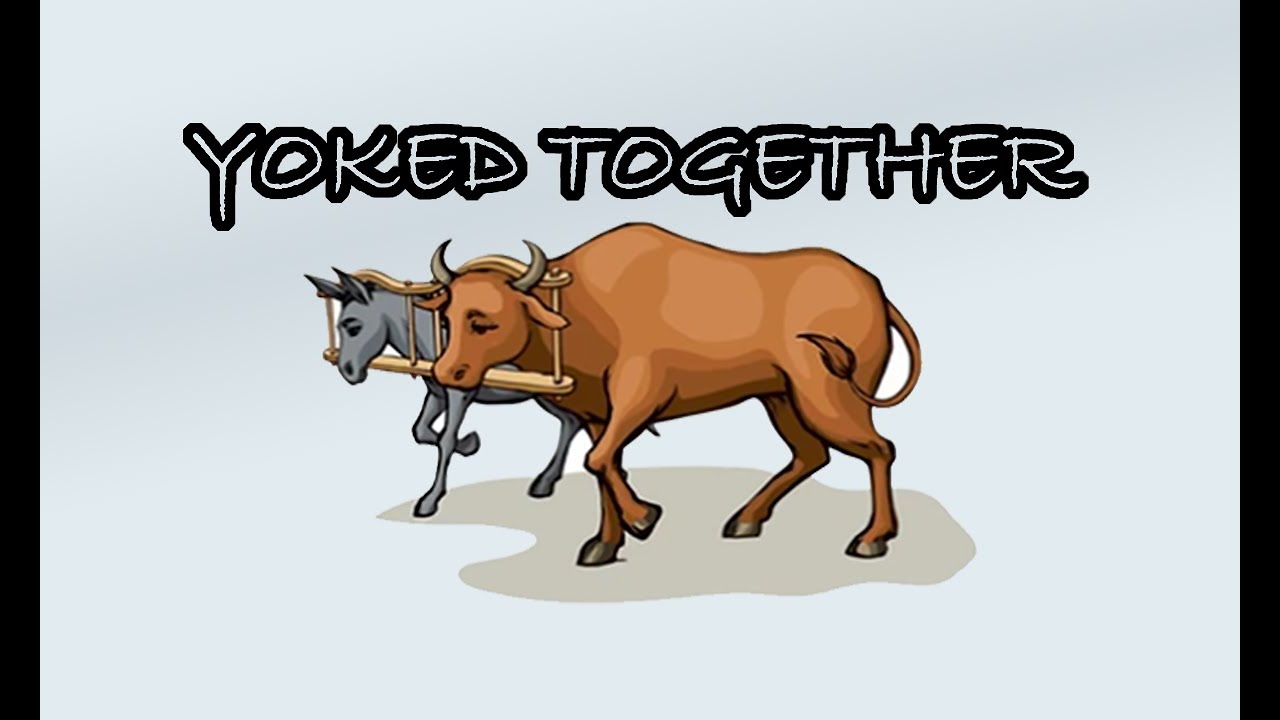 Yoked together or not yoked together??? - YouTube