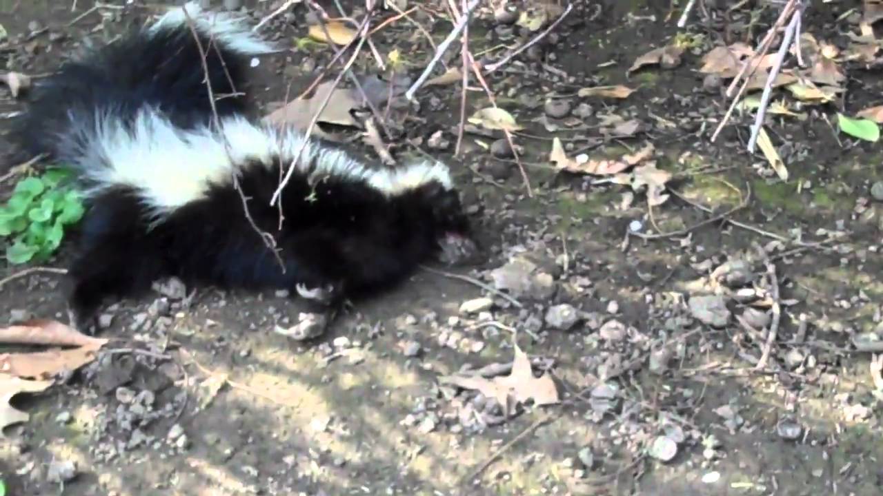 Dead Skunk - YouTube