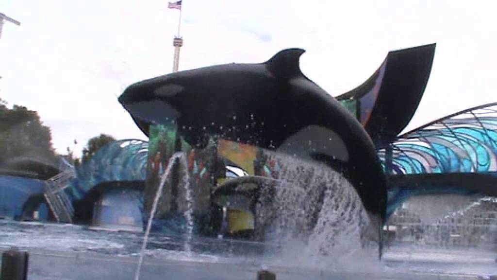 Katina and Makaio Bow | SeaWorld Orlando - YouTube