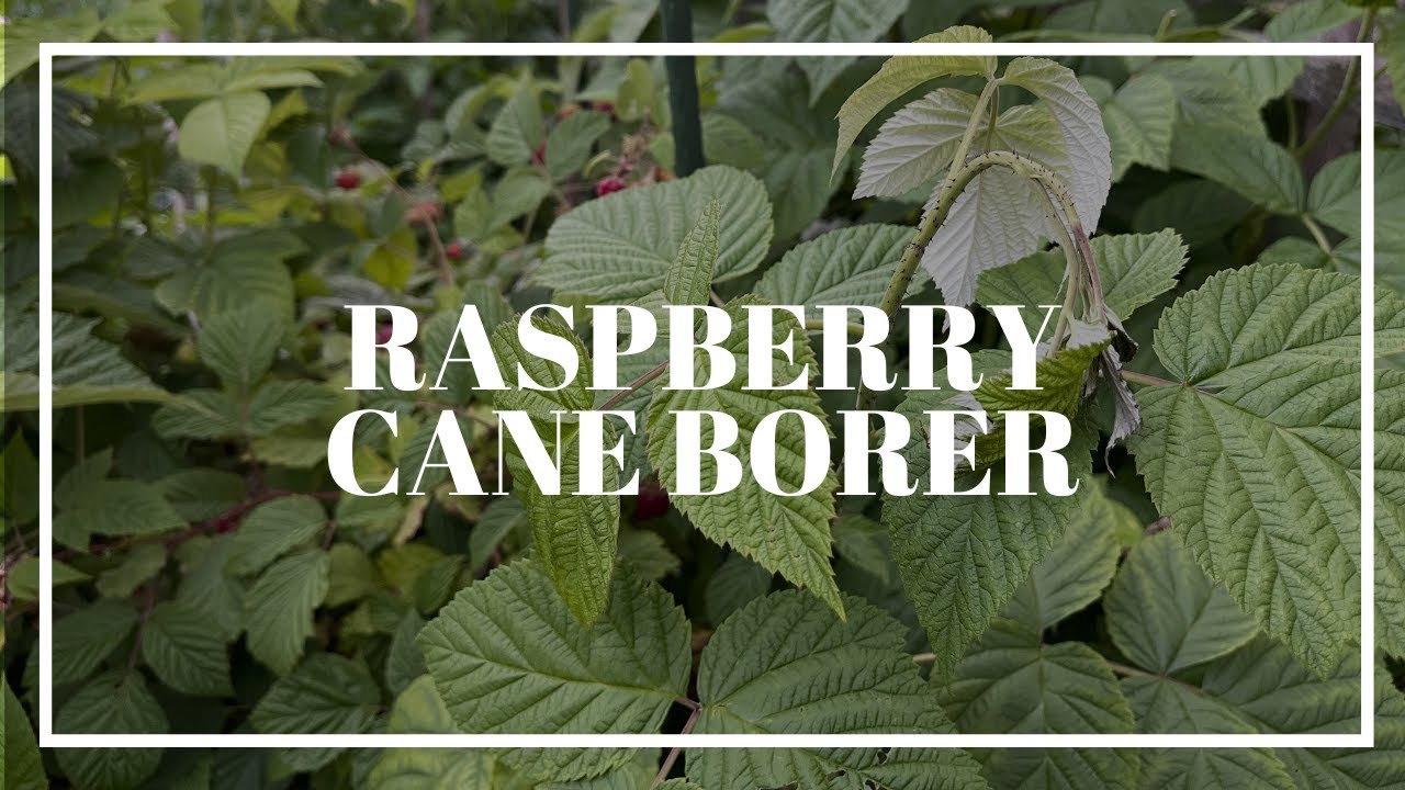 The #1 Reason Your Raspberry Canes are Dying | Raspberry Cane Borer ...